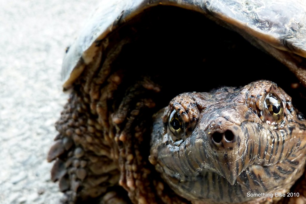 The Turtle And The Frog — A Suburban Saga